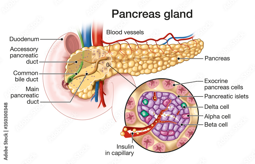 The Pancreas: A Story of Pulling Double Duty | DistanceCME